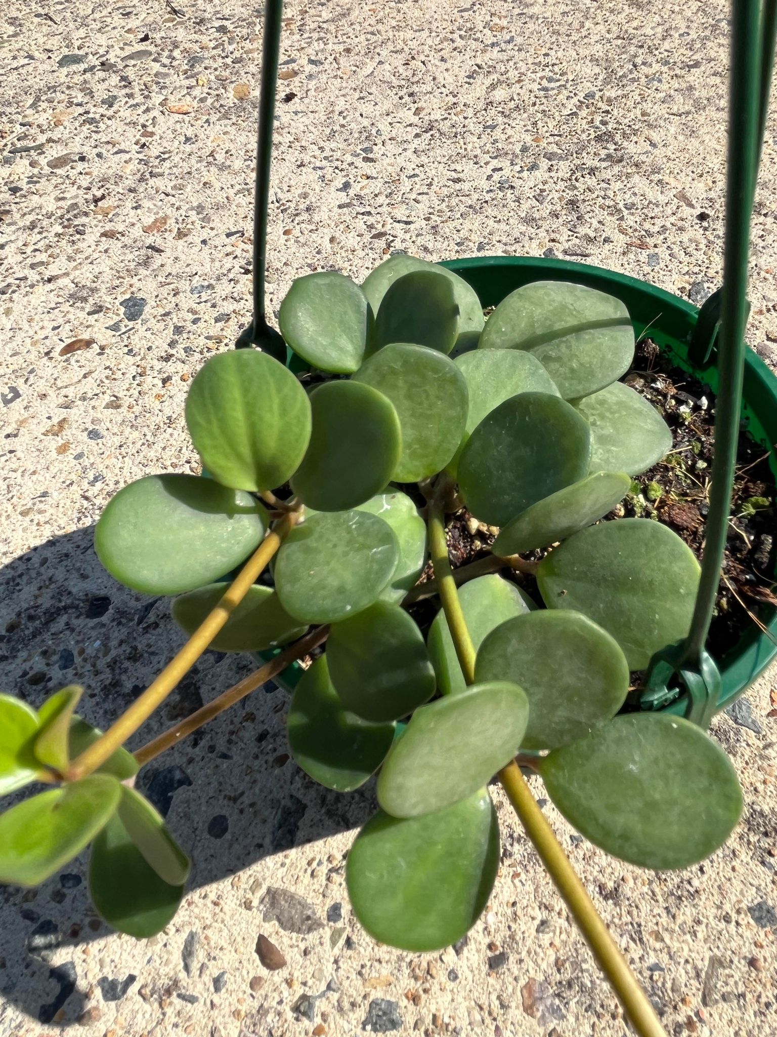 Peperomia Hope – Happy House Plants