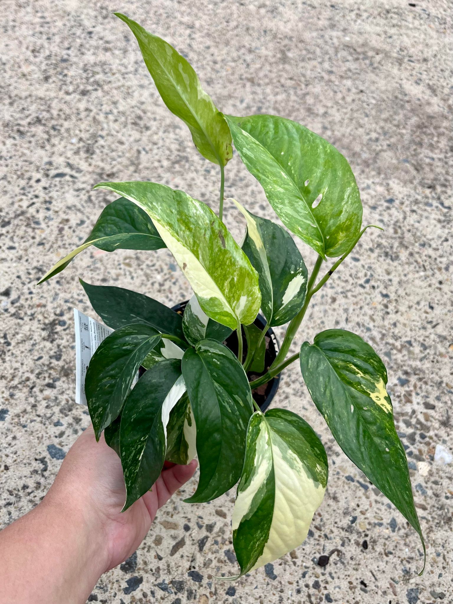 Epipremnum Pinnatum Variegata – Happy House Plants